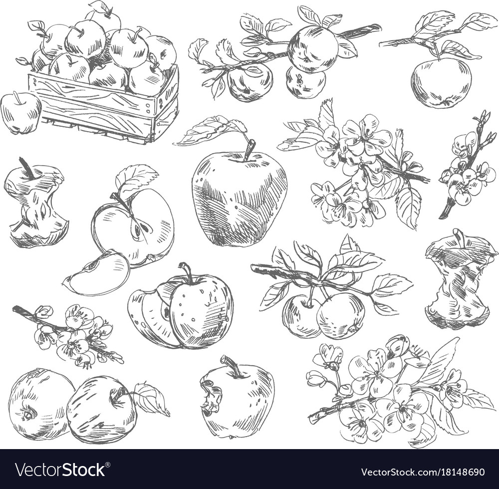 Freehand drawing apples Royalty Free Vector Image Freehand drawing apples Royalty Free Vector Image