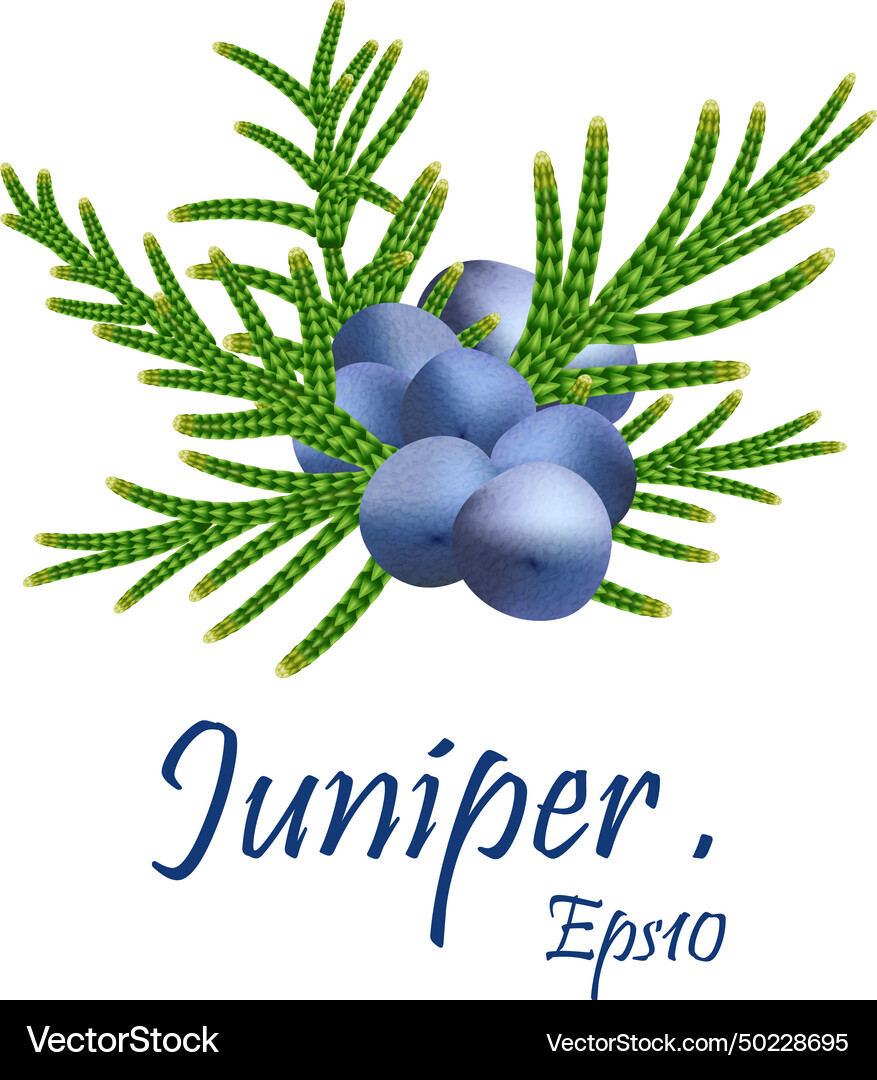 Juniper branch with berries medical Royalty Free Vector