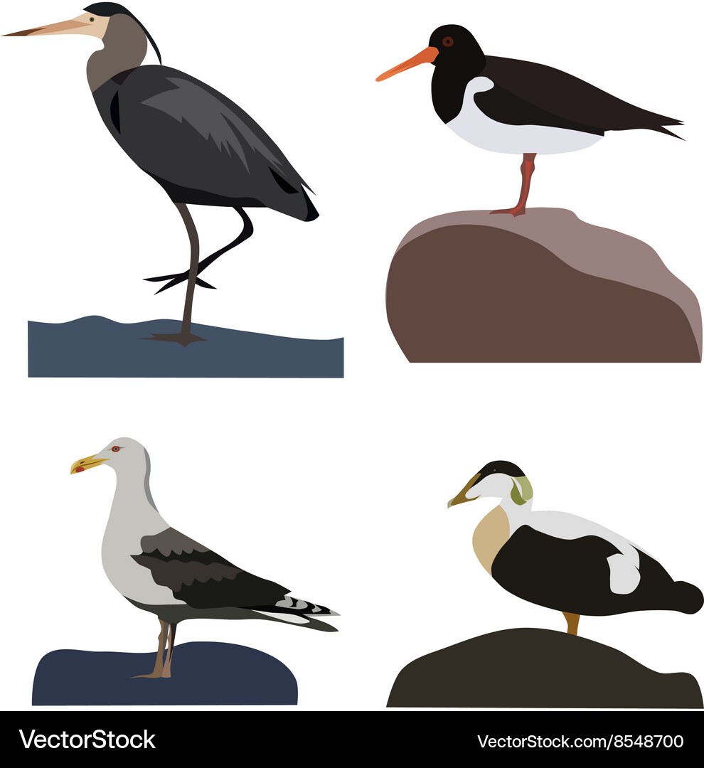 Set of sea birds Royalty Free Vector Image - VectorStock