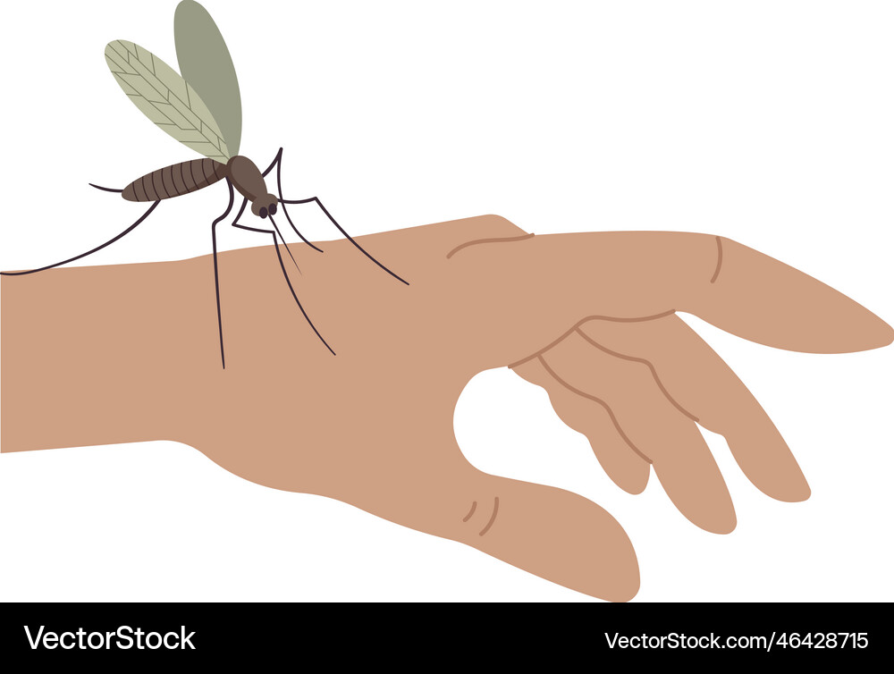 Mosquito insect sucking blood Royalty Free Vector Image