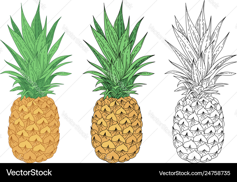Pineapple Royalty Free Vector Image - VectorStock