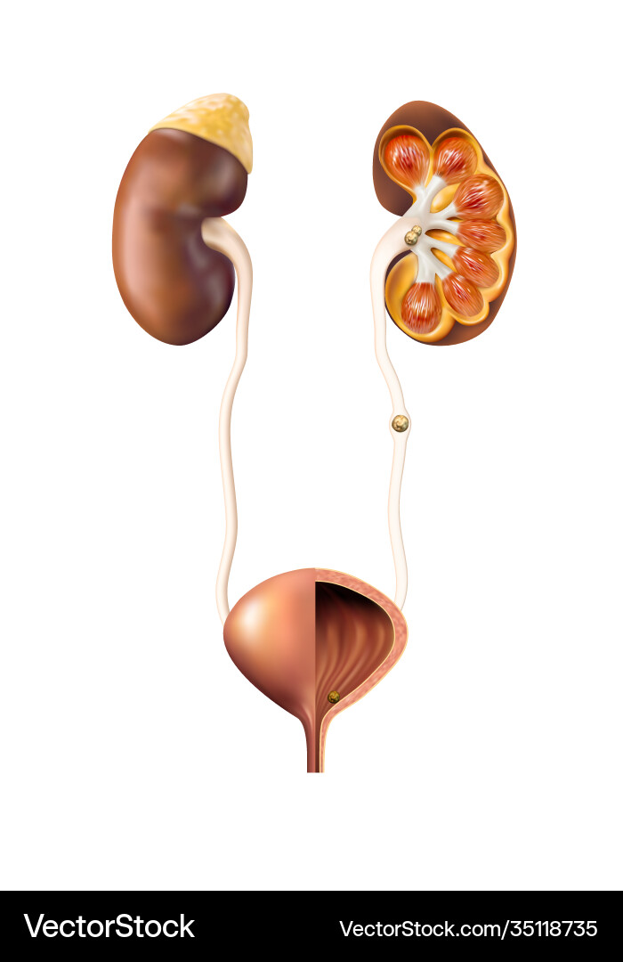 Renal system and kidney stones Royalty Free Vector Image
