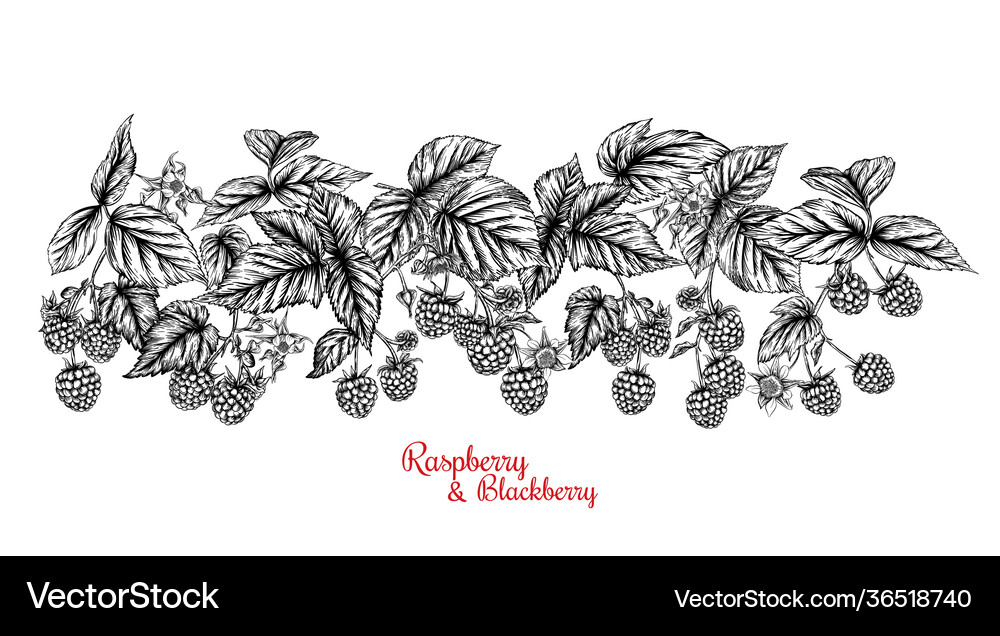 Raspberry and blackberry ripe berries on branch Vector Image
