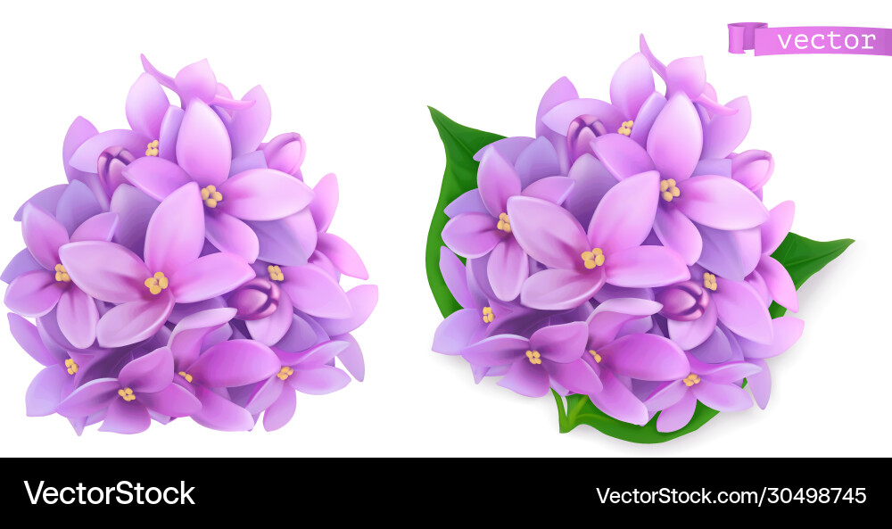 Syringa flowers lilac 3d realistic icon Royalty Free Vector