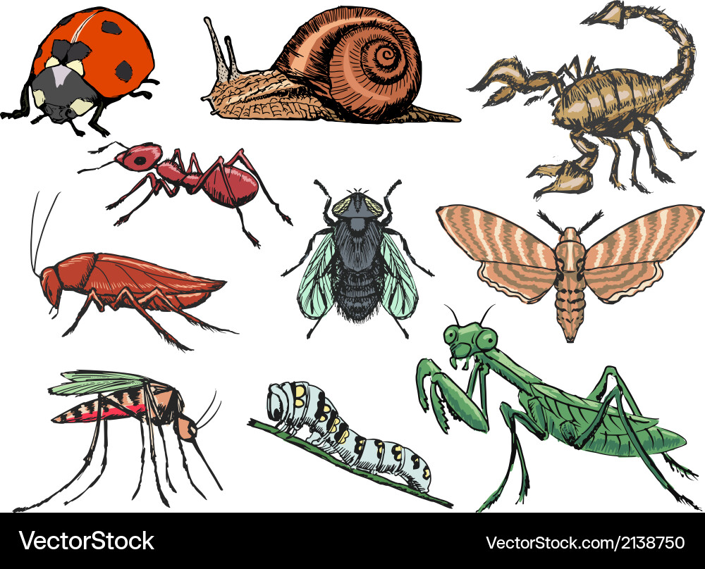 Set of insects Royalty Free Vector Image - VectorStock