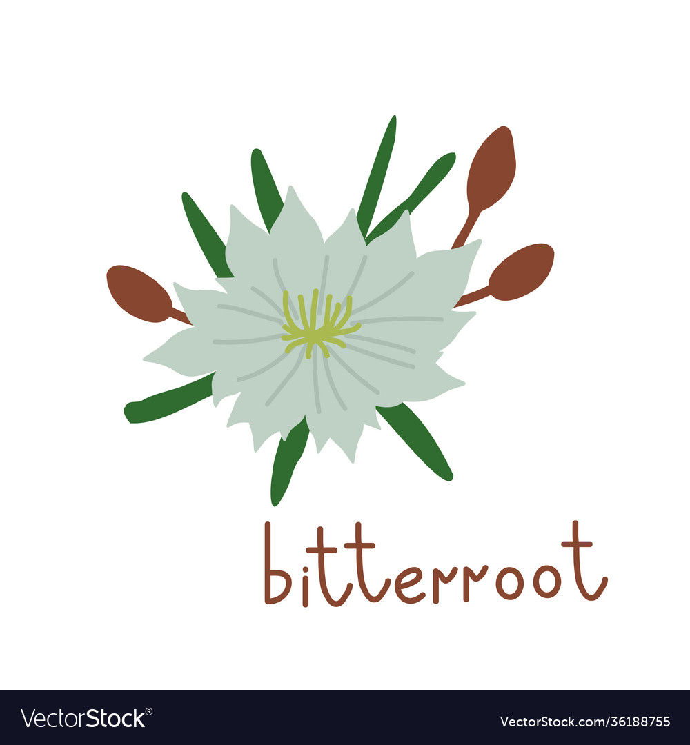 Bitterroot Flower Meaning | Best Flower Site