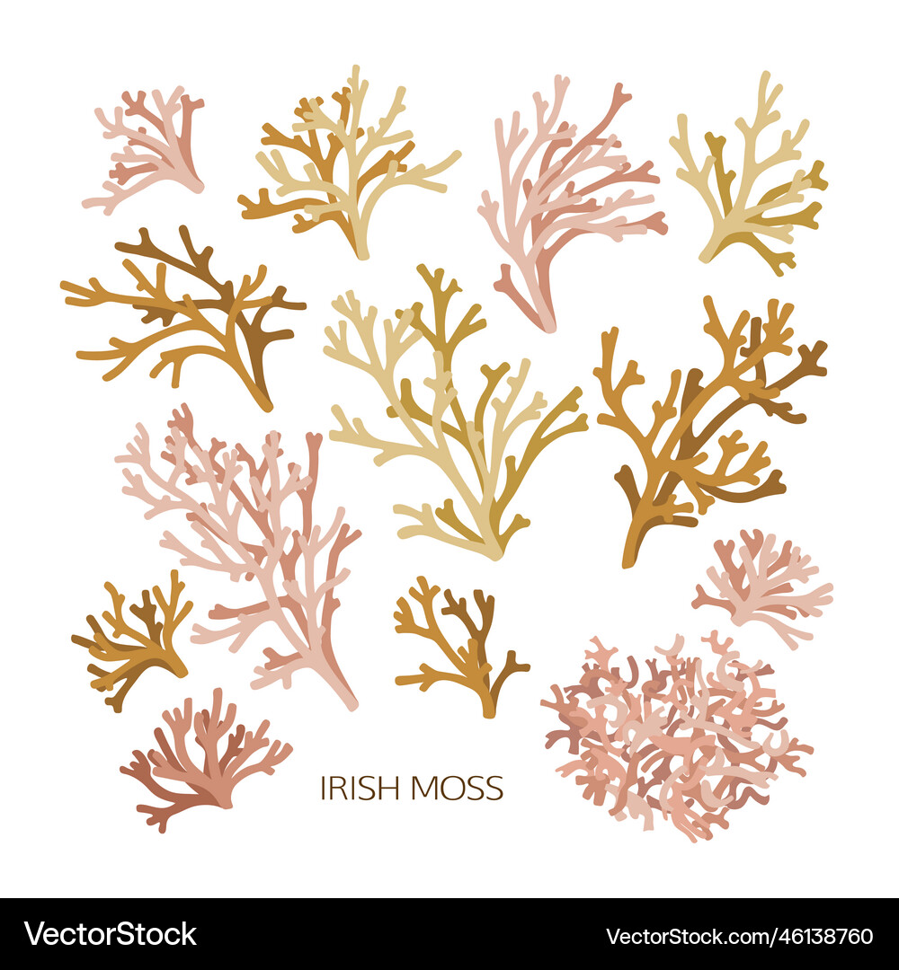 Set of hand drawn irish moss Royalty Free Vector Image