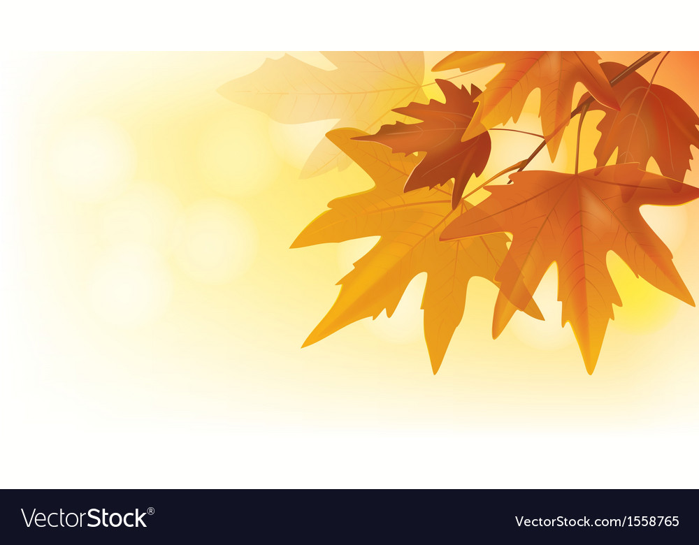 Beautiful autumn maple leaves Royalty Free Vector Image