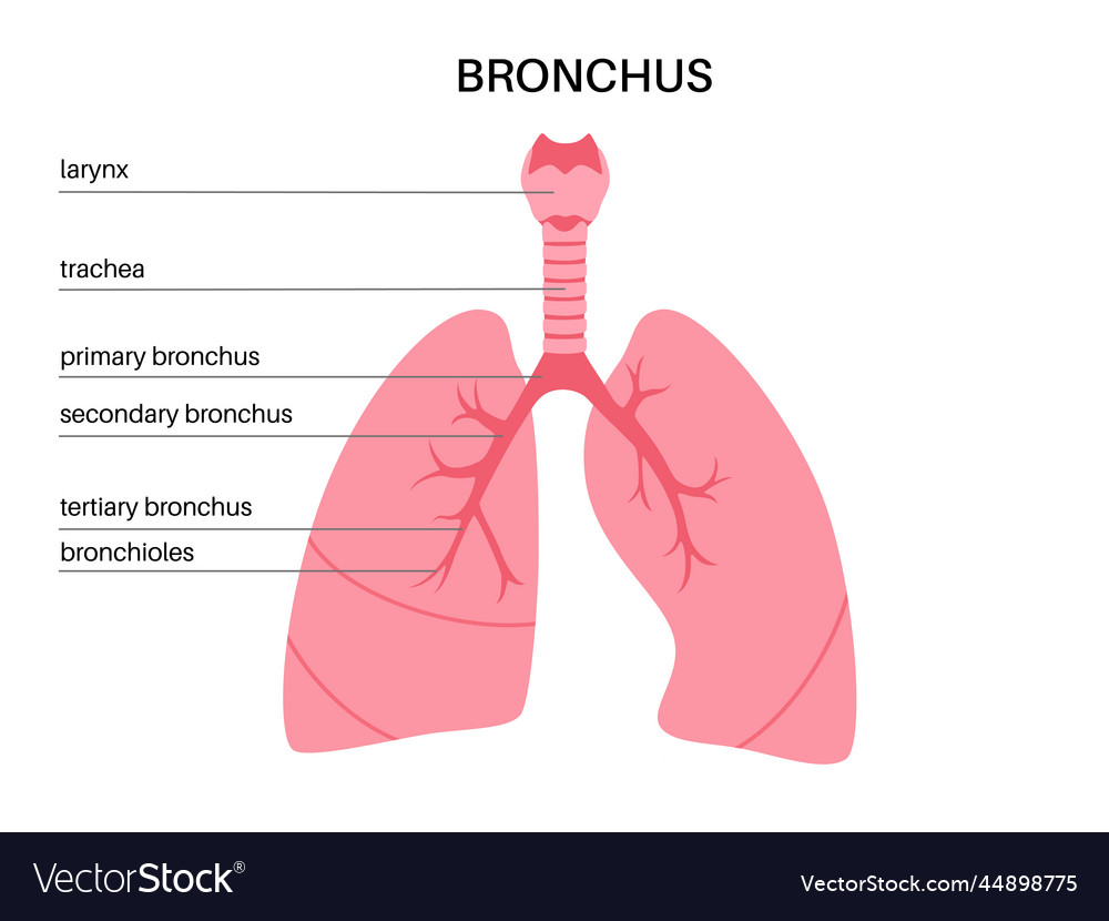 Human respiratory system Royalty Free Vector Image