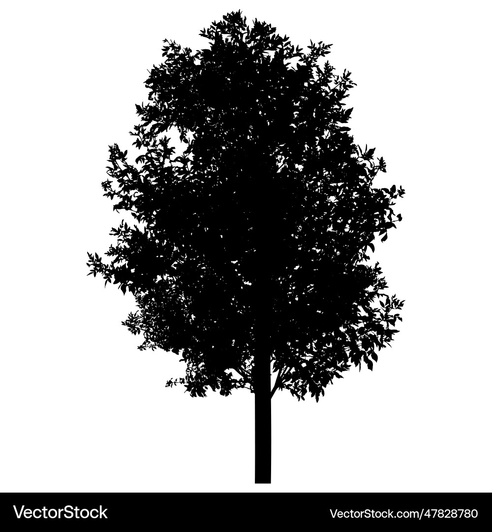 Silhouette of beautiful ash tree Royalty Free Vector Image