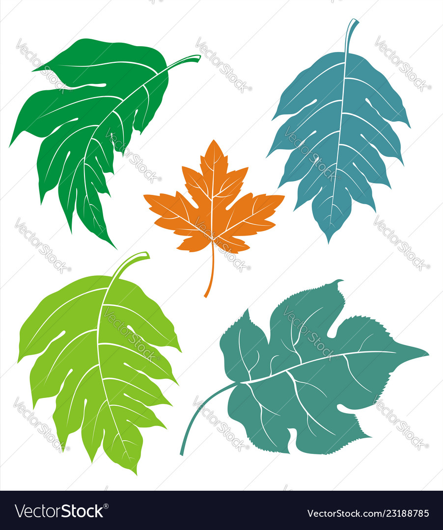 Leaf Royalty Free Vector Image - VectorStock