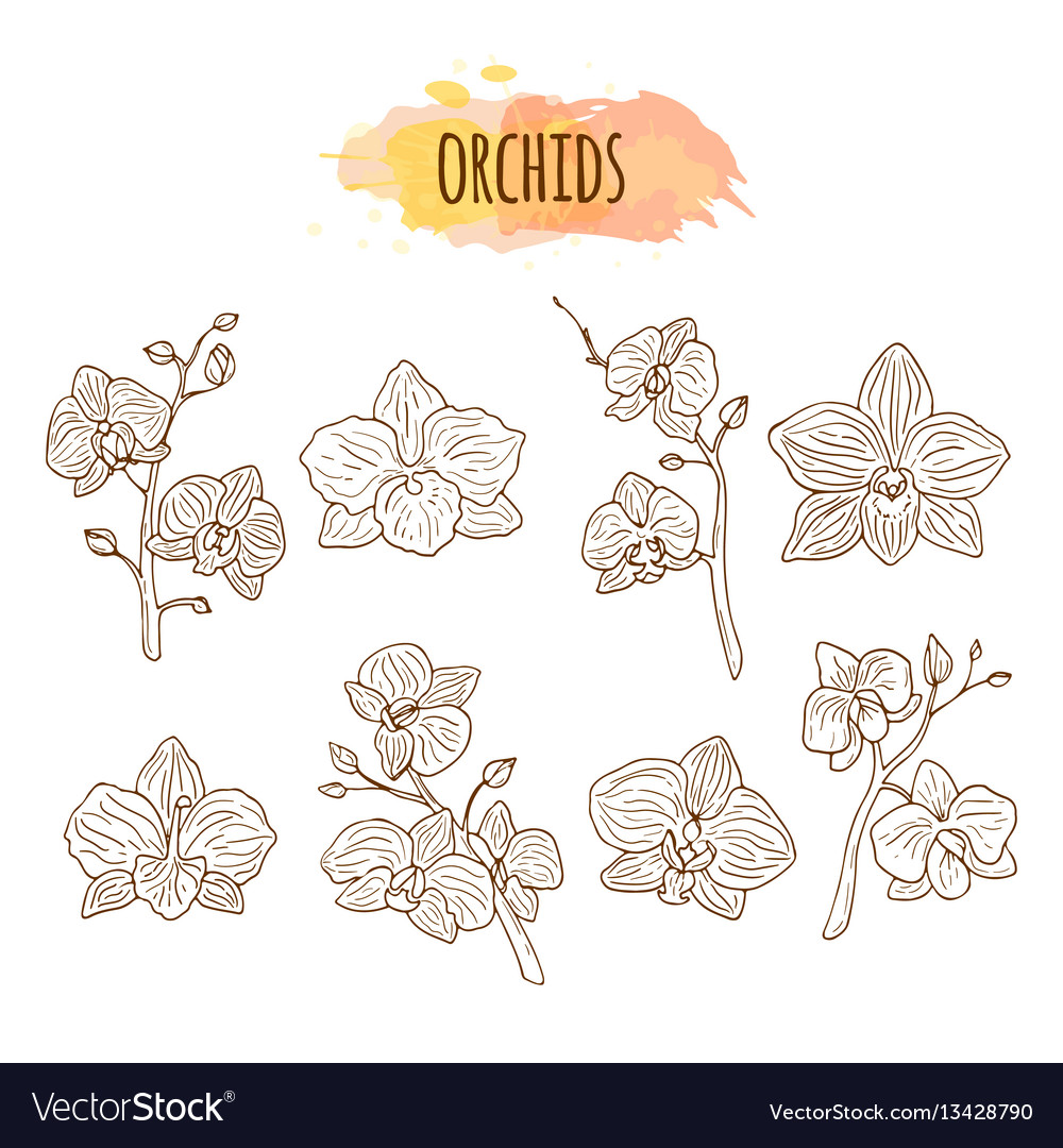 Orchid Flowers Hand Drawn Set Royalty Free Vector Image