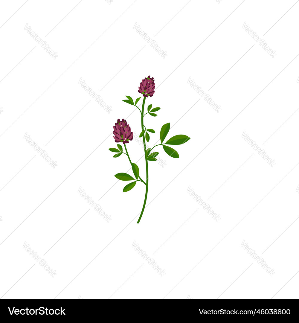 Alfalfa medicago sativa Royalty Free Vector Image