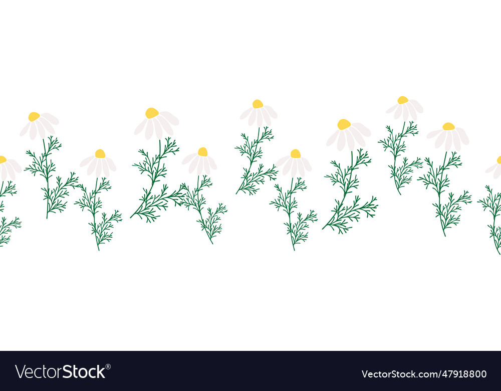 Chamomile horizontal border seamless pattern Vector Image