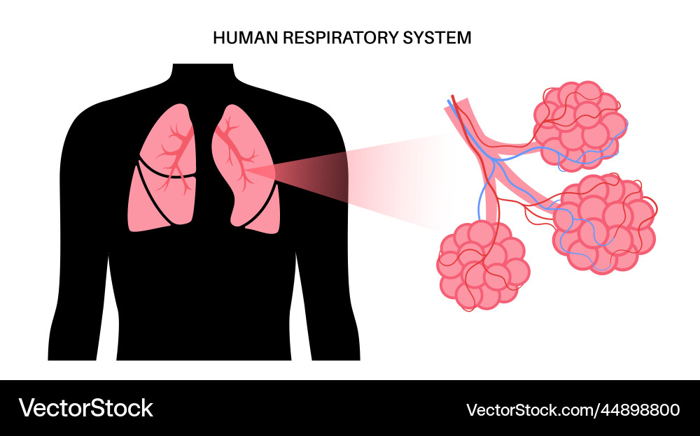 Human Respiratory System Royalty Free Vector Image