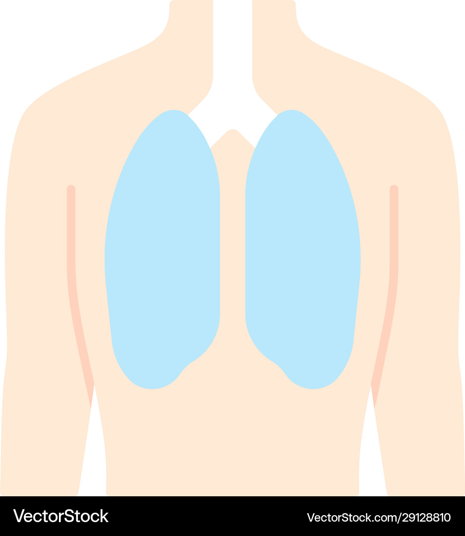Healthy lungs flat design long shadow color icon Vector Image