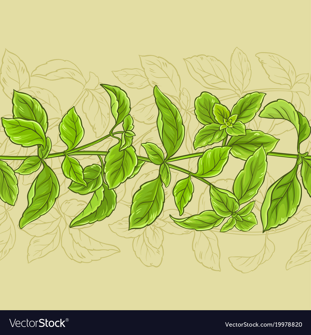 Basil pattern Royalty Free Vector Image - VectorStock