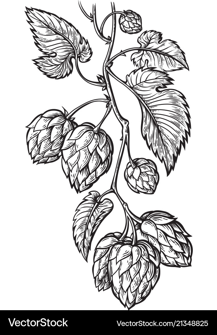 Hand drawing of a branch hops Royalty Free Vector Image