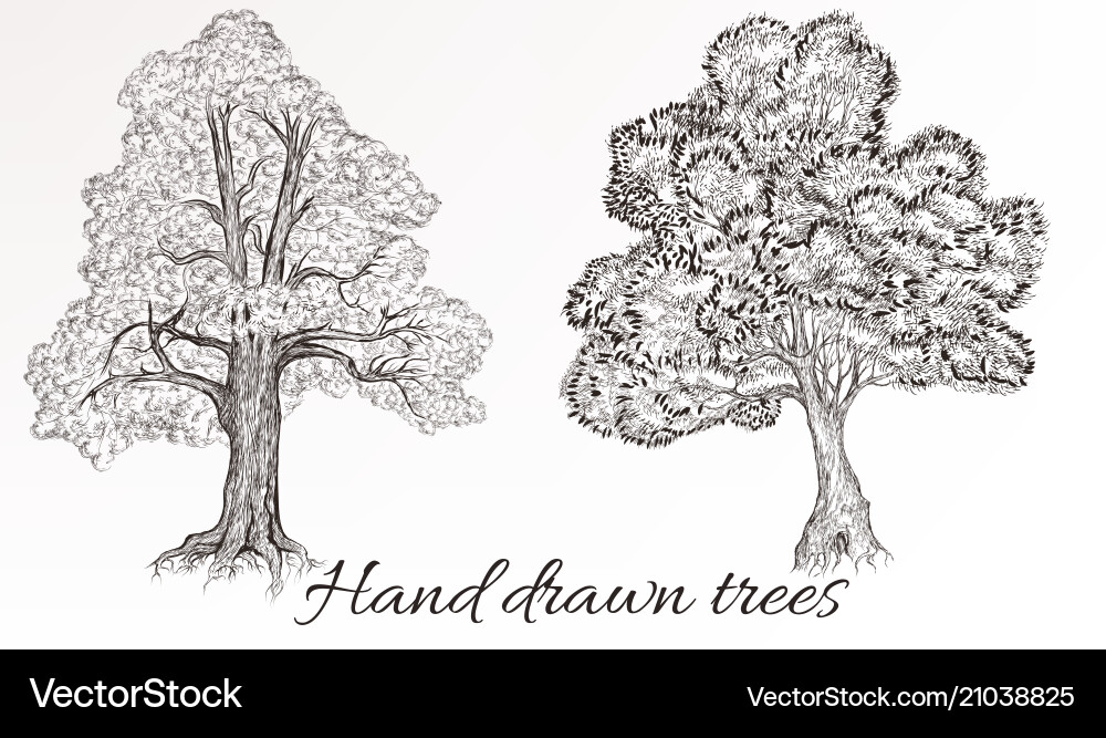 Hand drawn high detailed trees for design Vector Image