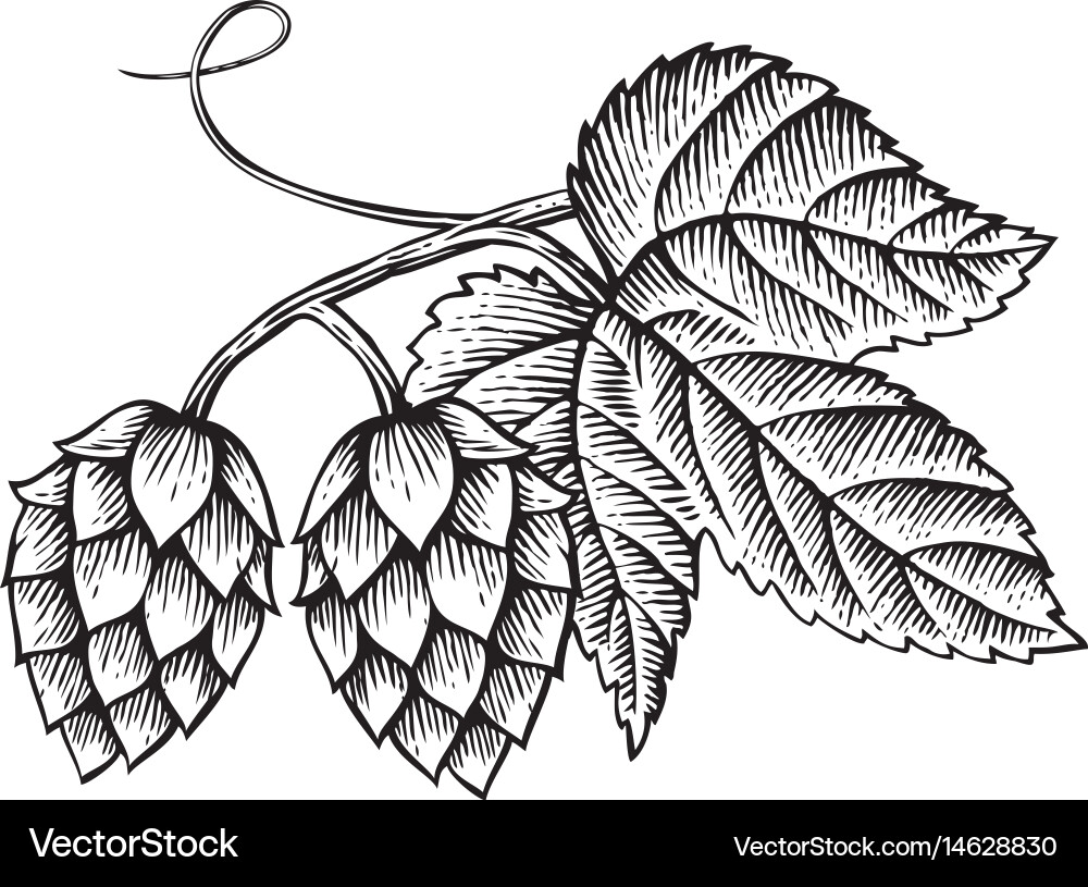 Hops icon with leaves vintage engraved Royalty Free Vector