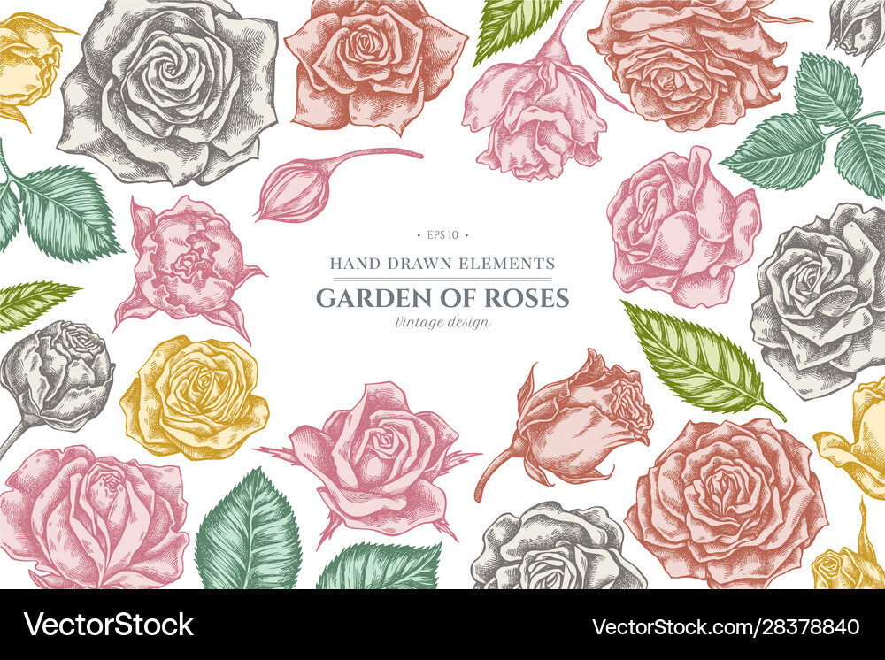 Floral design with pastel roses Royalty Free Vector Image