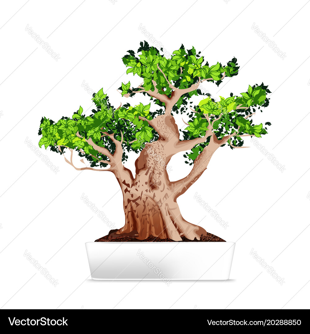 Bonsai in white pot Royalty Free Vector Image - VectorStock