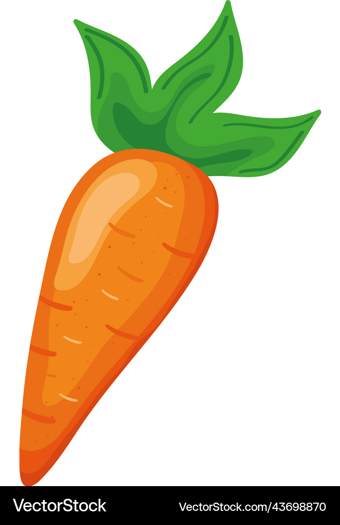 Fresh carrot vegetable Royalty Free Vector Image