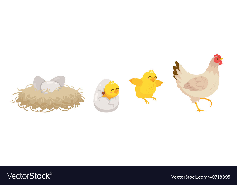 Hatching process cartoon Royalty Free Vector Image