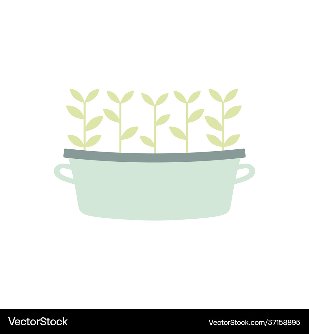 Seedling in pot isolated on white background Vector Image
