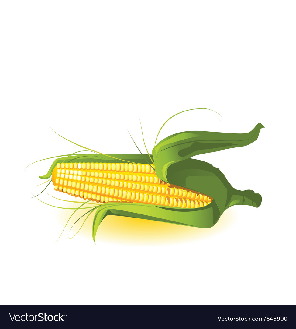 Corn Royalty Free Vector Image - VectorStock