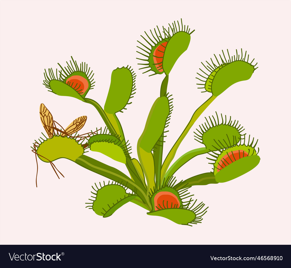 Venus flytrap Royalty Free Vector Image - VectorStock