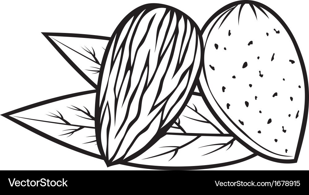 Almond with leaves - nut Royalty Free Vector Image