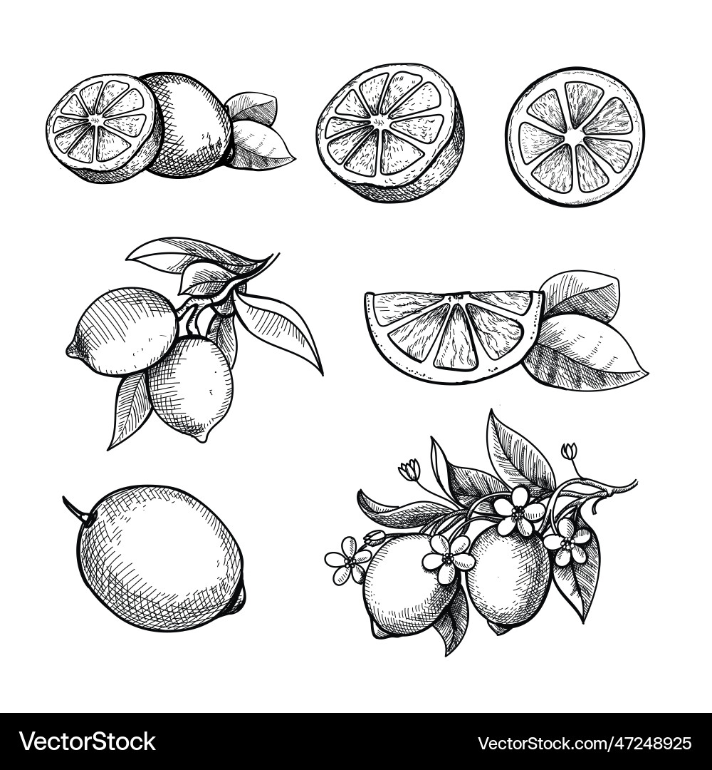Hand drawn lime or lemon set fruit with leaves Vector Image