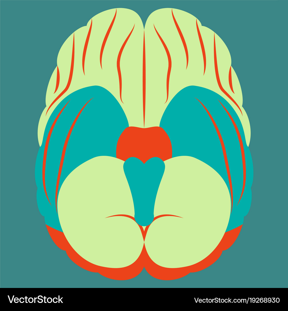 Brain in flat monochrome color on white background