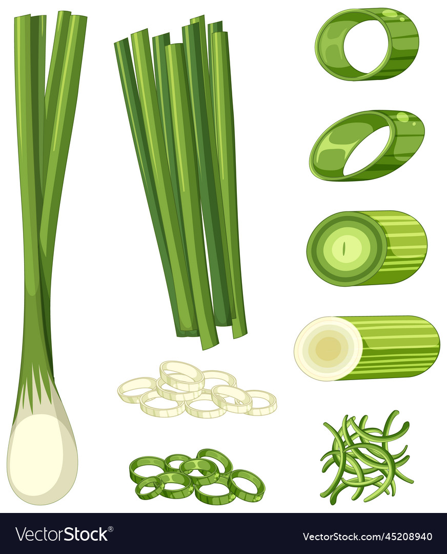Spring onion in different forms Royalty Free Vector Image