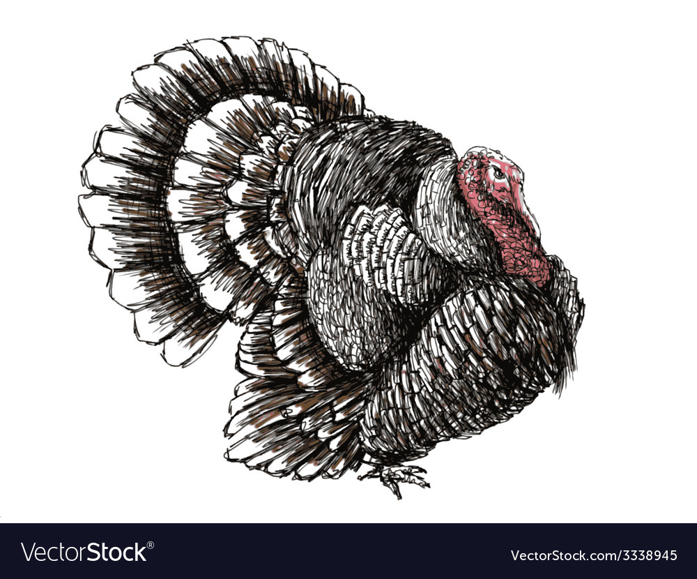 Turkey Royalty Free Vector Image - VectorStock
