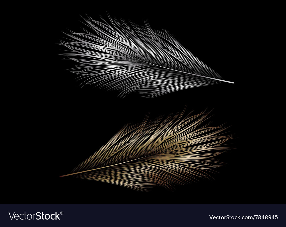 Two isolated feather Royalty Free Vector Image