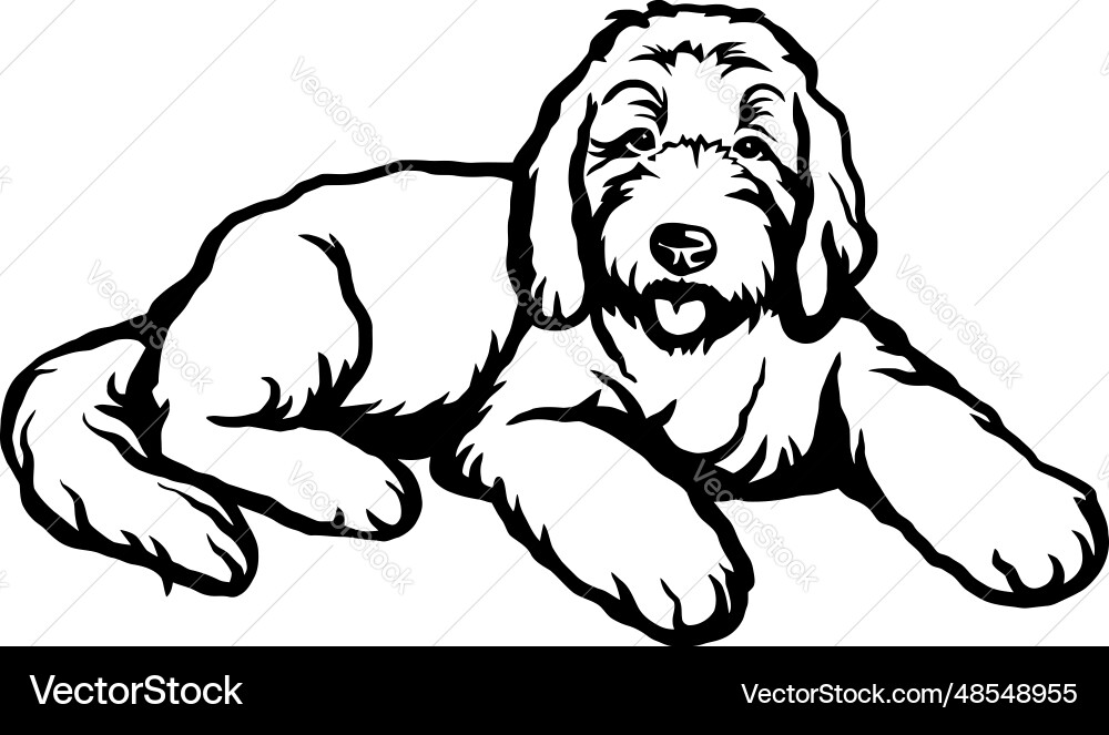 Goldendoodle - dog breed funny file Royalty Free Vector