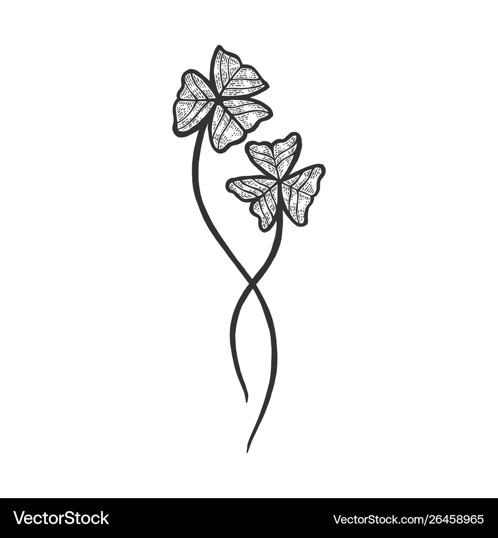 Oxalis plant sketch engraving Royalty Free Vector Image