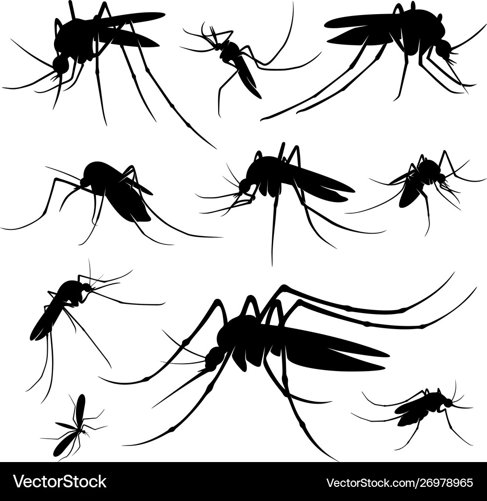 Set mosquito logo design mosquito design Vector Image