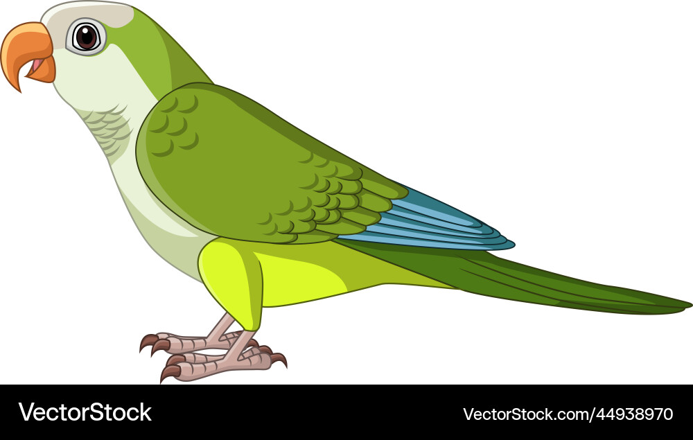Cartoon quaker parakeet on white background Vector Image