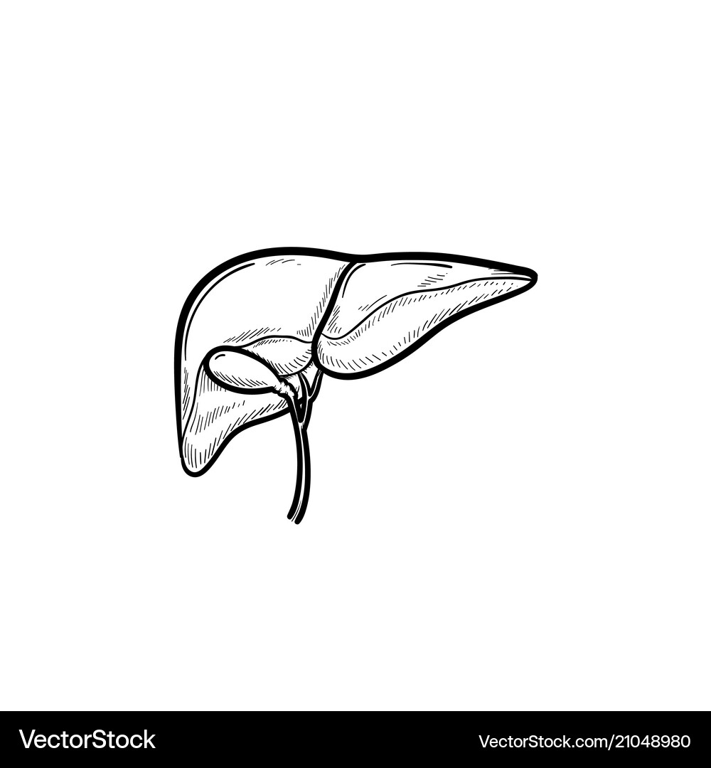 Human liver hand drawn outline doodle icon Vector Image