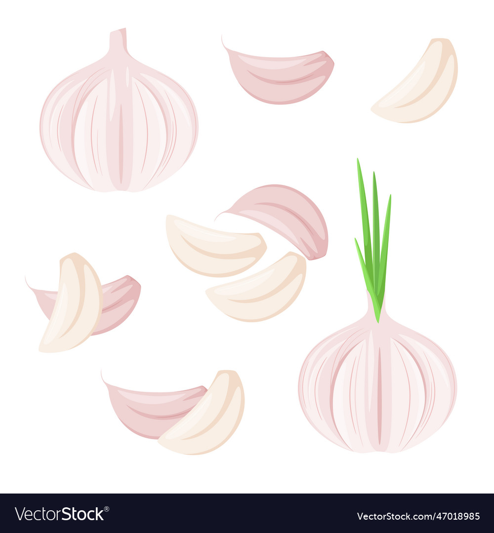 Garlic Royalty Free Vector Image - VectorStock