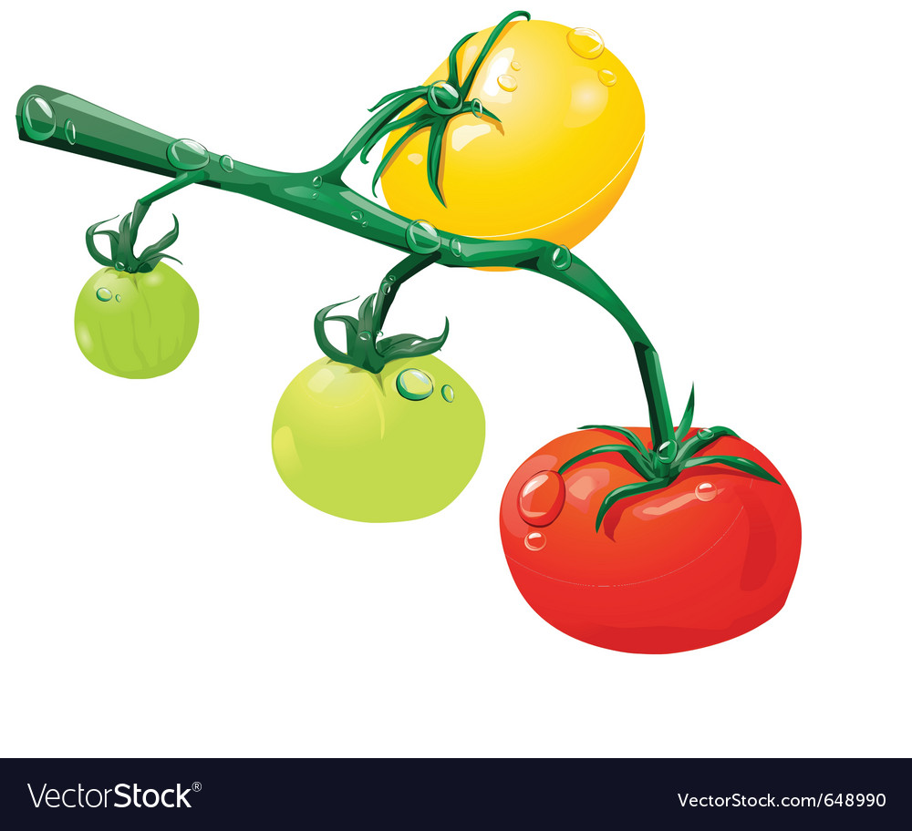 Tomato Royalty Free Vector Image - VectorStock Tomato Royalty Free Vector Image - VectorStock