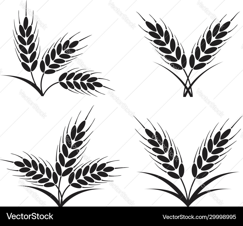 Bunches wheat barley or rye ears Royalty Free Vector Image