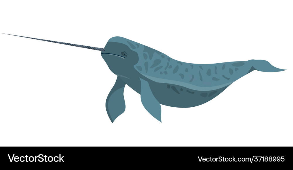 Narwhal in cartoon style Royalty Free Vector Image