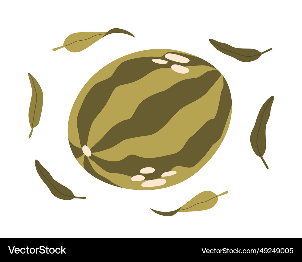 Whole watermelon surrounded with leaves large Vector Image