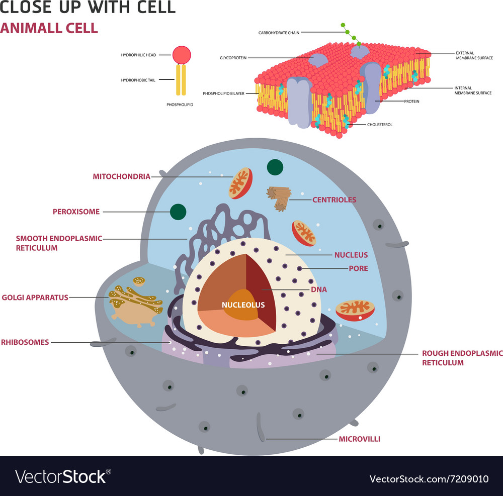 Eukaryotic Cell Anatomy - Cross-Section Royalty Free Vector