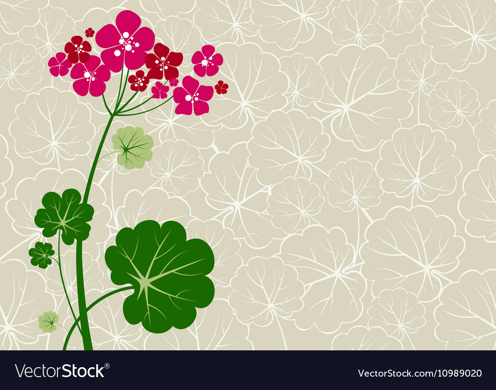 Geranium background Royalty Free Vector Image - VectorStock