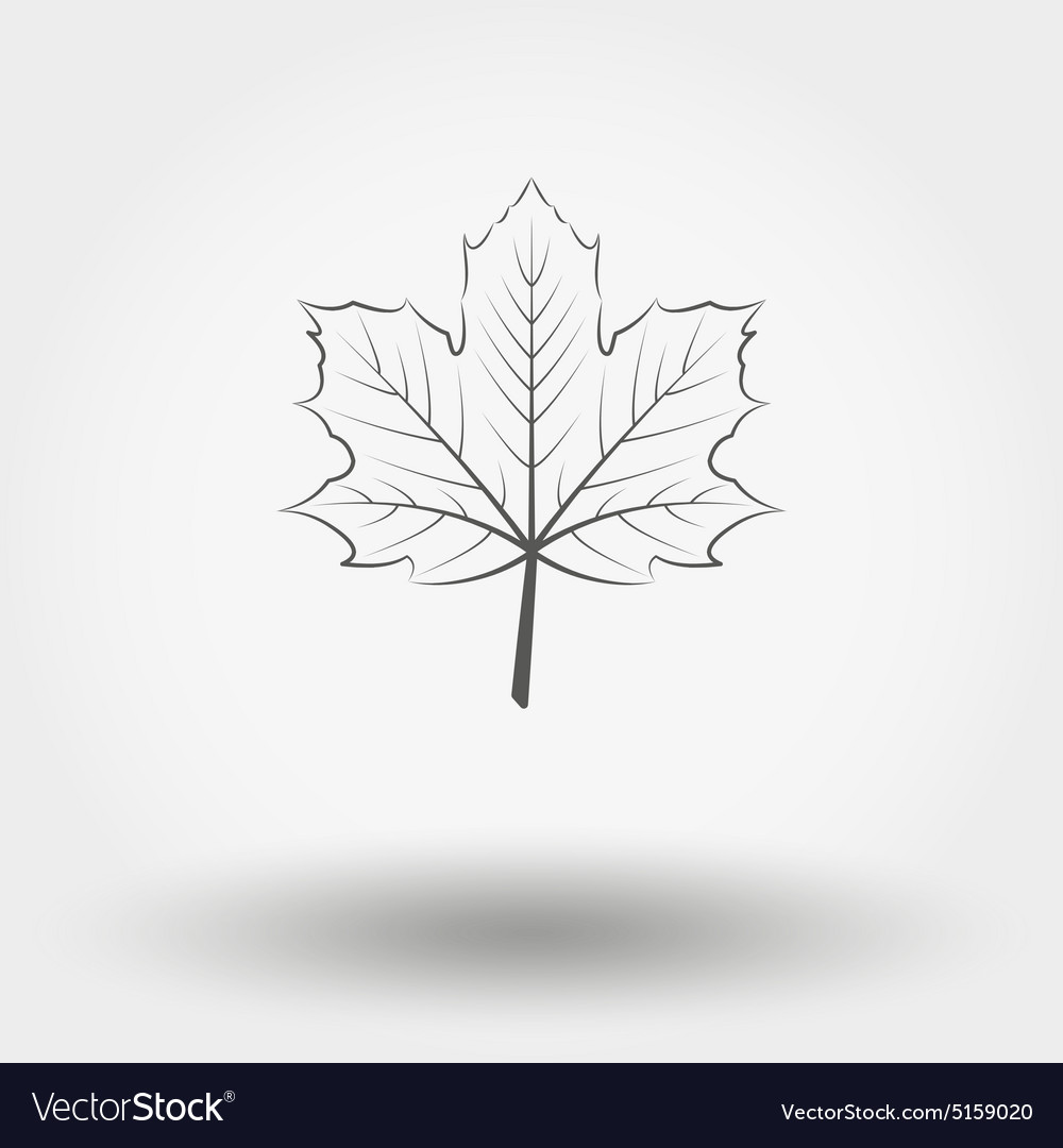 Maple leaf Royalty Free Vector Image - VectorStock